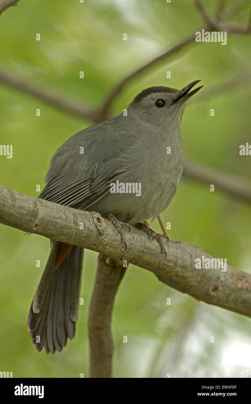 Spelled catbird hi-res stock photography and images - Alamy