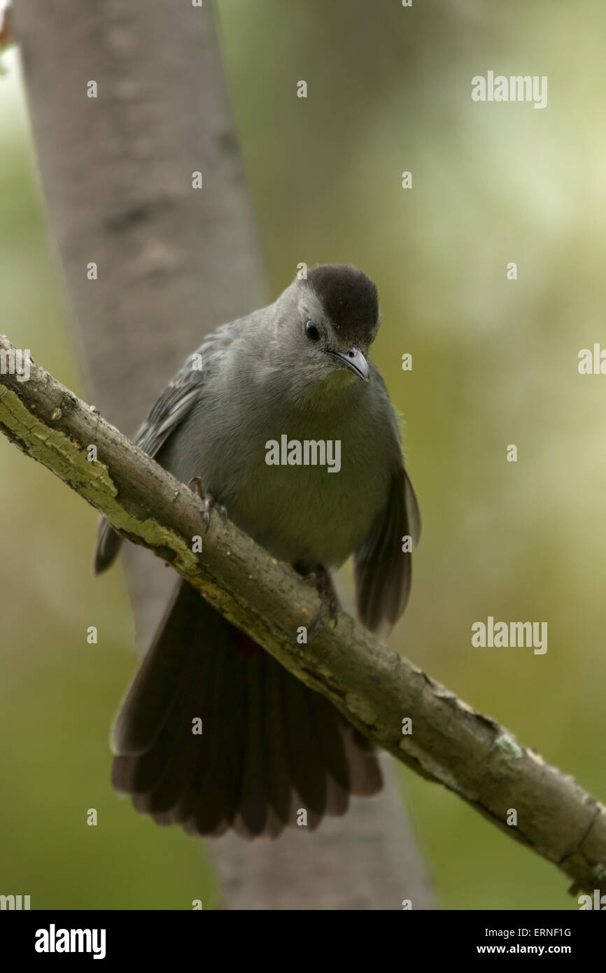 gray catbird (Dumetella carolinensis), also spelled grey catbird, New ...