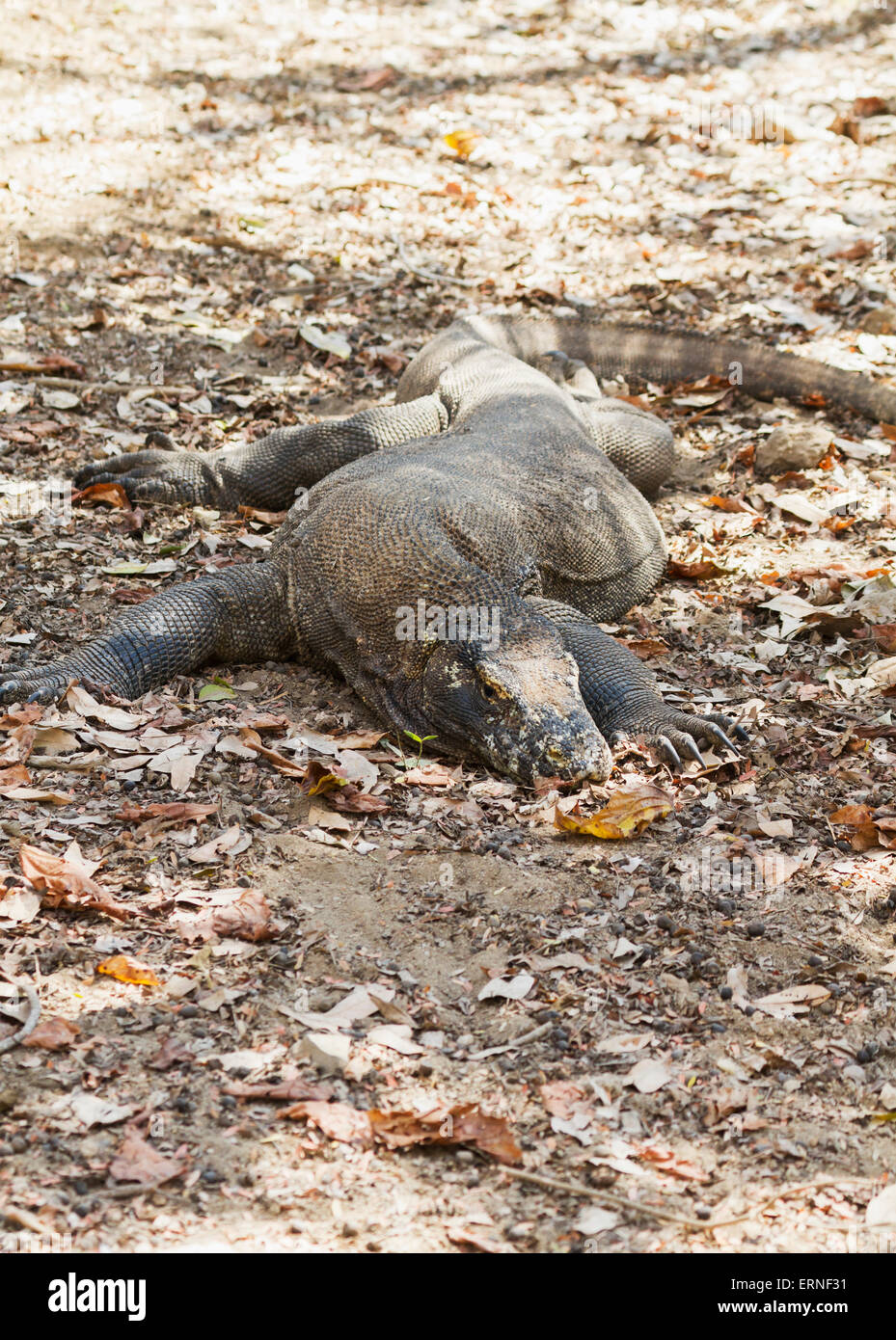 Komodo dragon or Komodo monitor (Varanus komodoensis) on Komodo Island ...