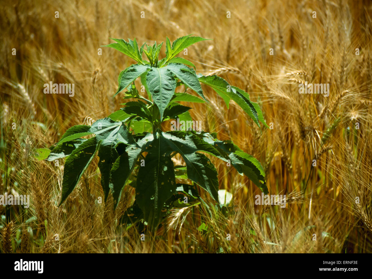 Giant Ragweed High Resolution Stock Photography and Images - Alamy