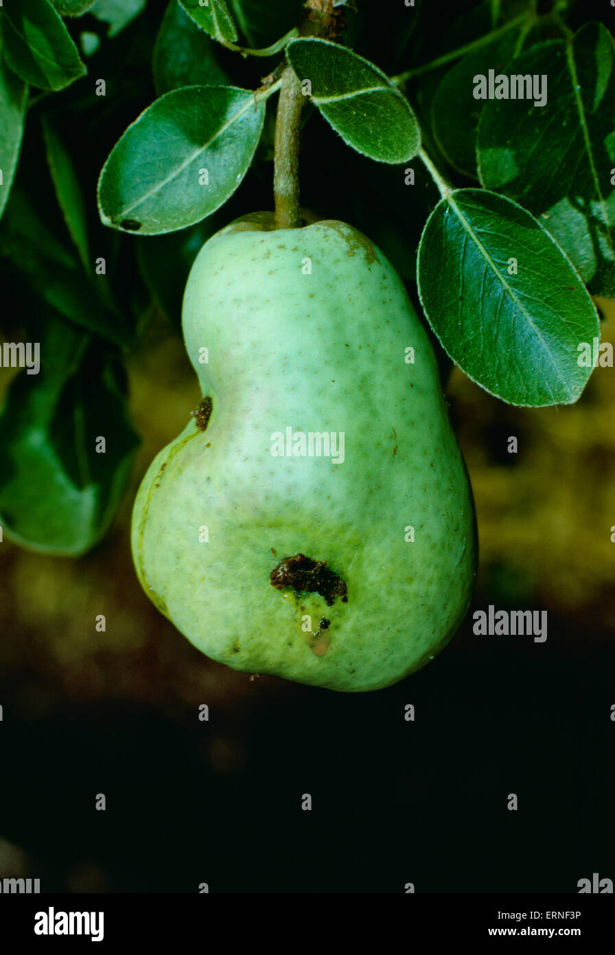 Agriculture - Crop damage to a Bartlett pear caused by a Codling moth ...