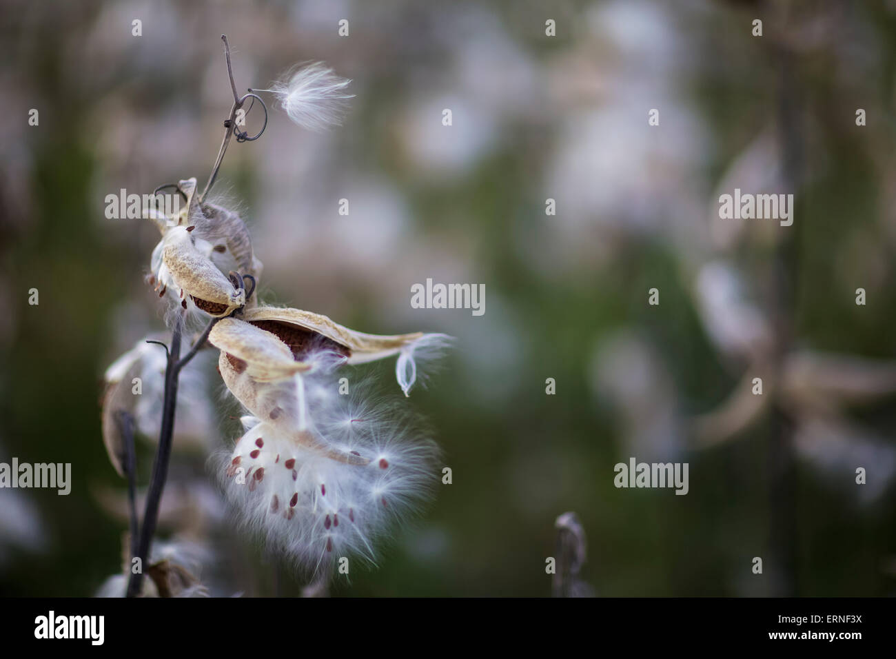 Milkweed pods; Ontario, Canada Stock Photo - Alamy