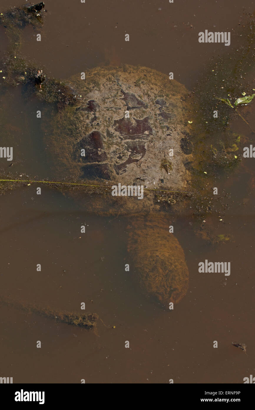 snapping turtle, Chelydra serpentina, Virginia Stock Photo - Alamy