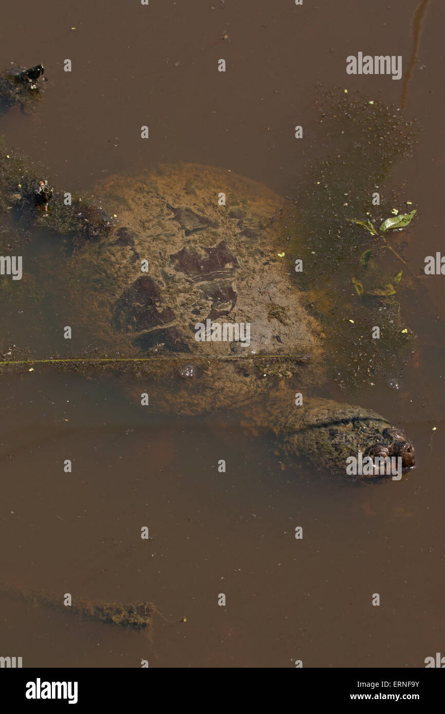 snapping turtle, Chelydra serpentina, Virginia Stock Photo - Alamy