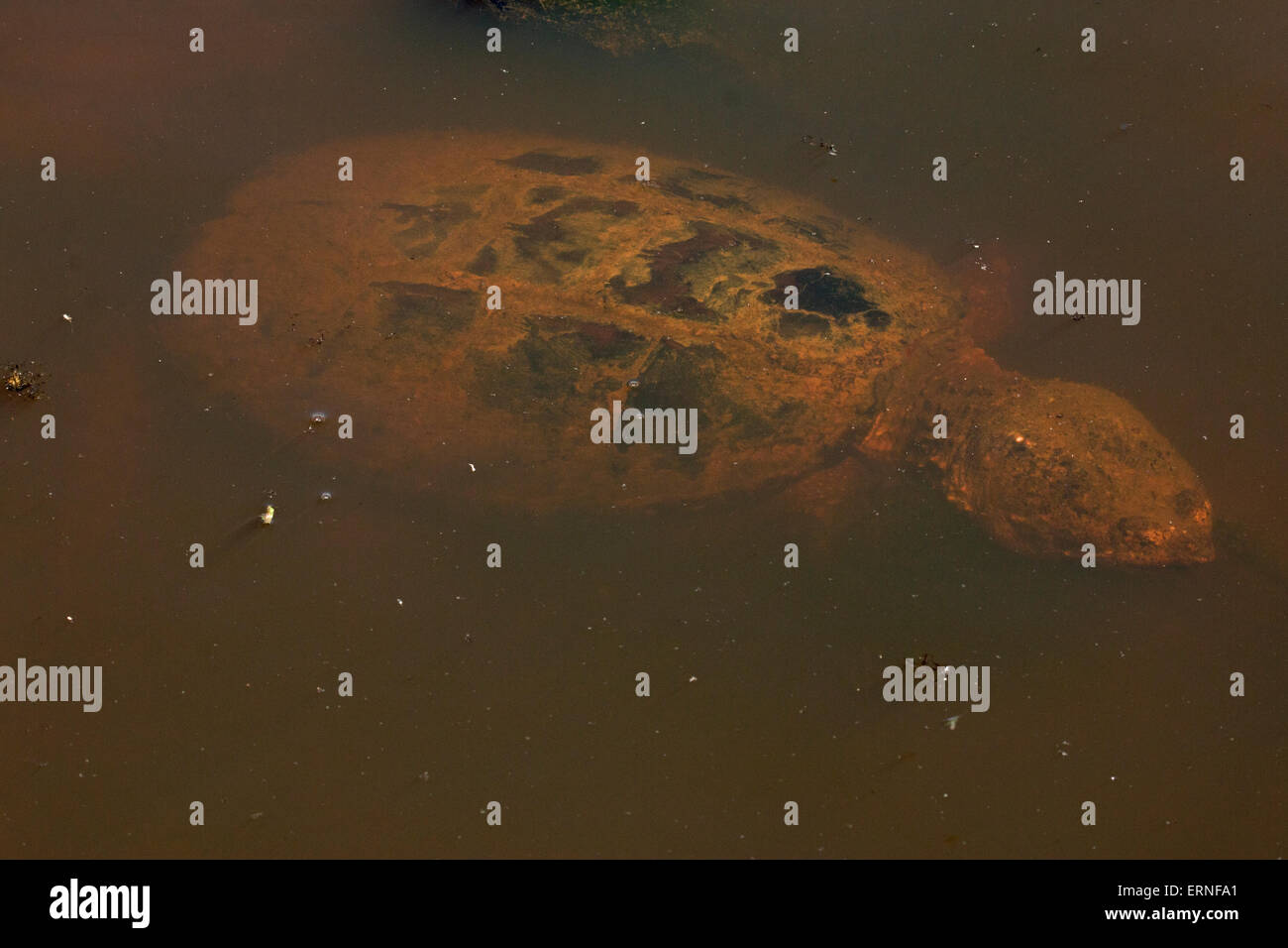 snapping turtle, Chelydra serpentina, Virginia Stock Photo - Alamy