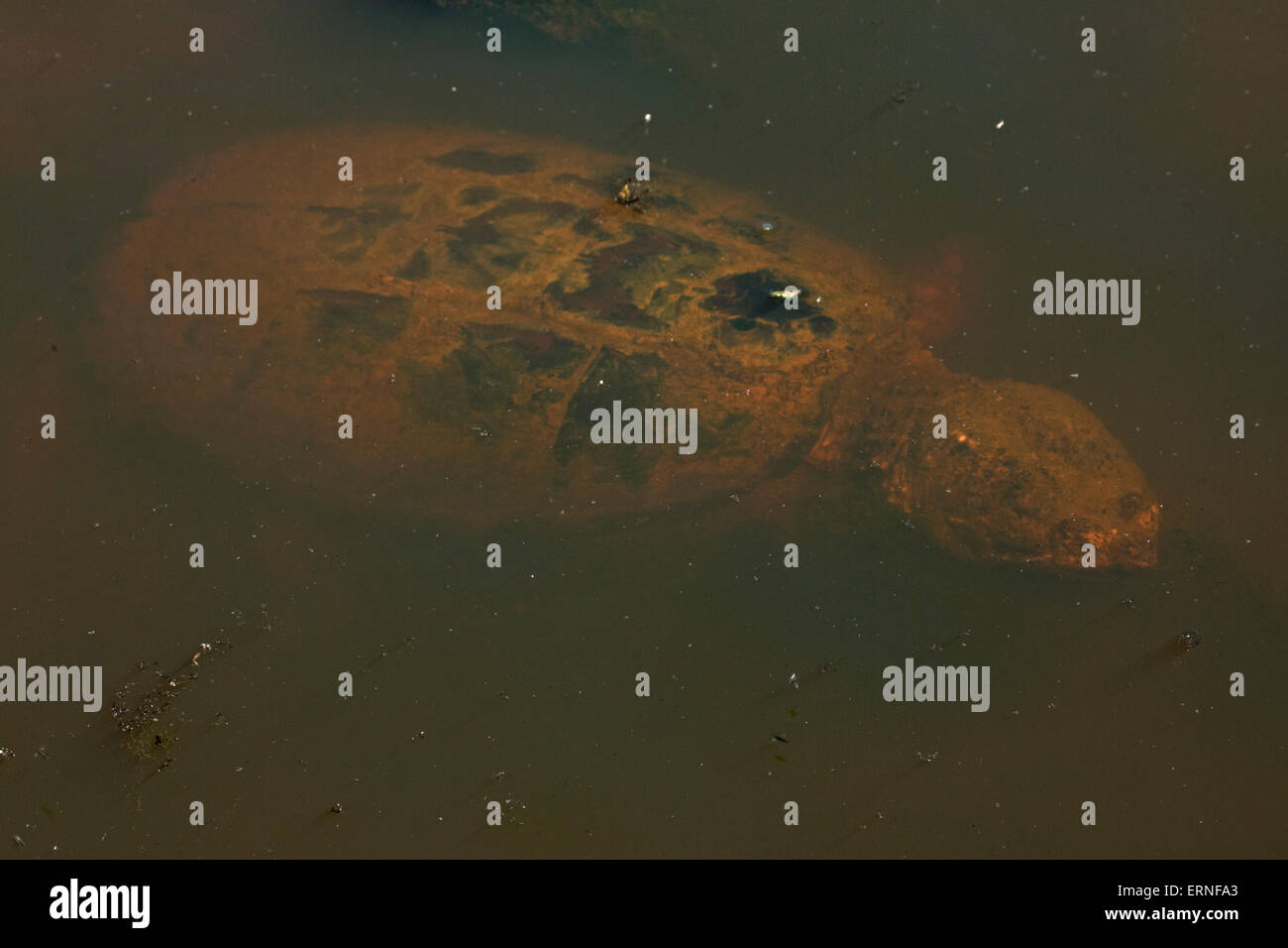 snapping turtle, Chelydra serpentina, Virginia Stock Photo - Alamy