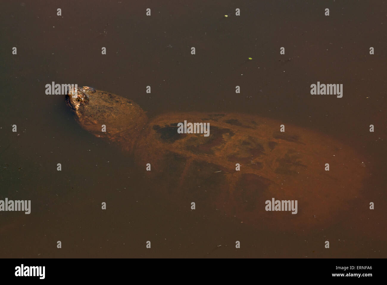 snapping turtle, Chelydra serpentina, Virginia Stock Photo - Alamy