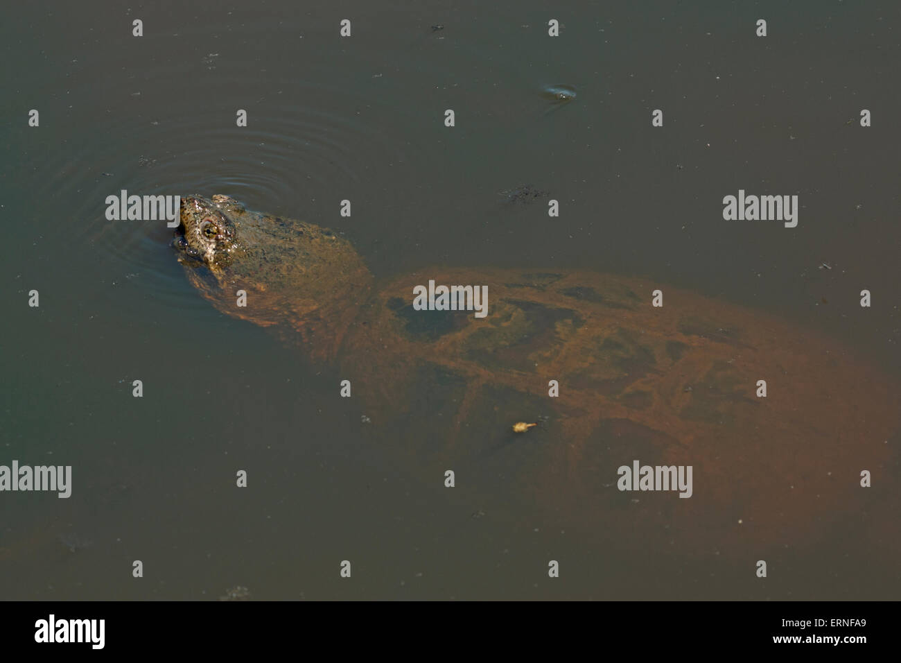 snapping turtle, Chelydra serpentina, Virginia Stock Photo - Alamy