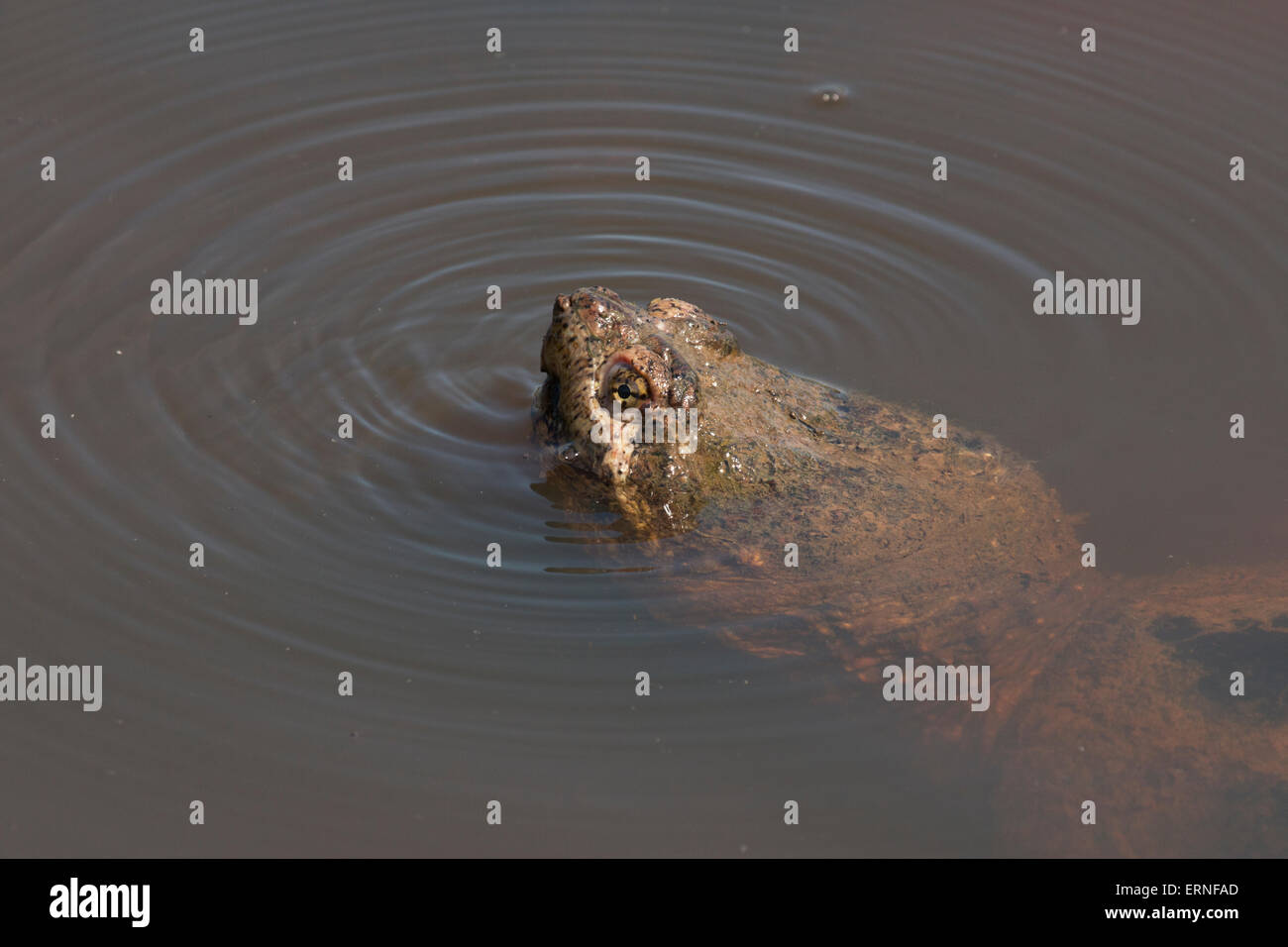 snapping turtle, Chelydra serpentina, Virginia Stock Photo - Alamy
