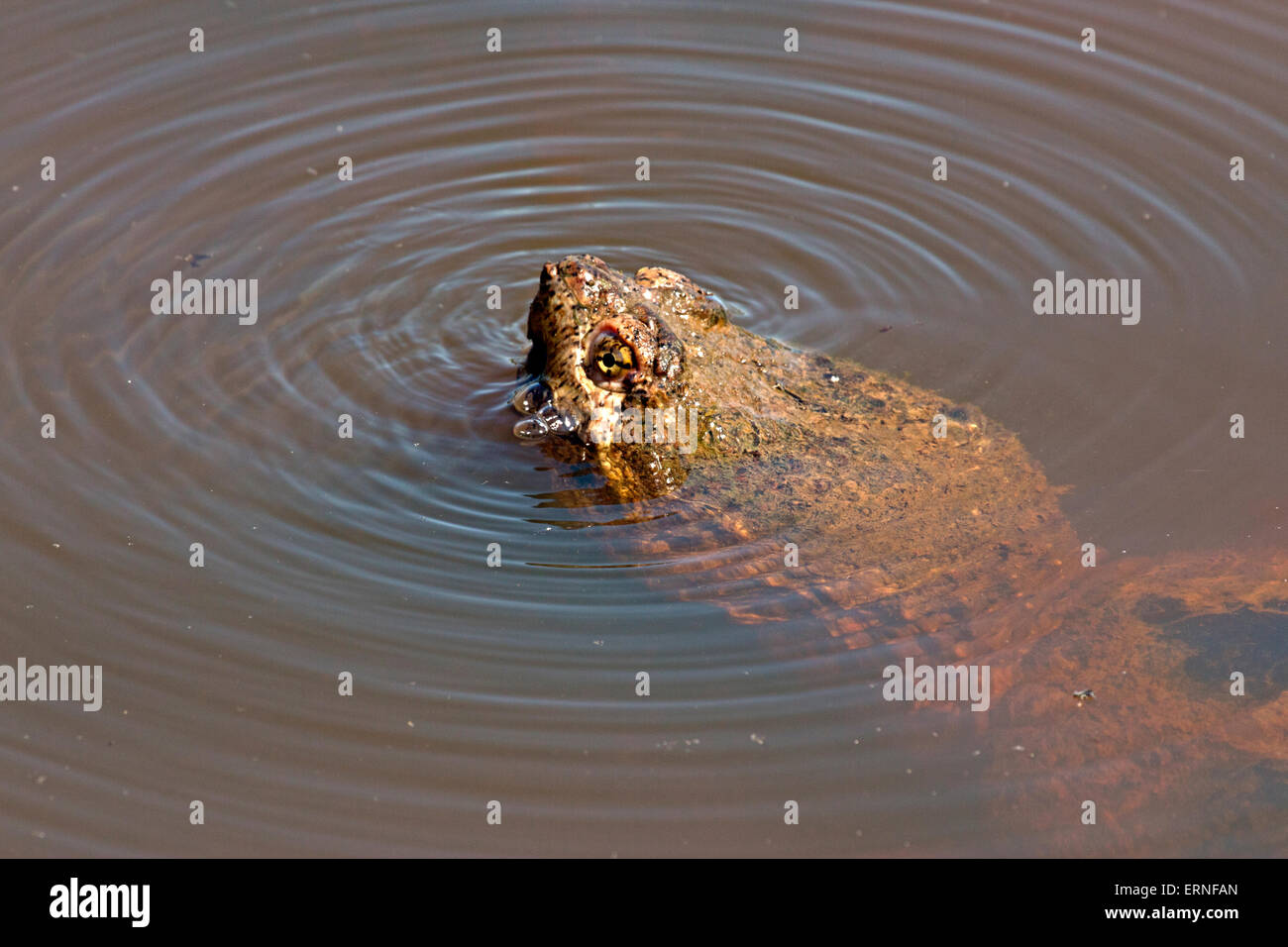 snapping turtle, Chelydra serpentina, Virginia Stock Photo - Alamy
