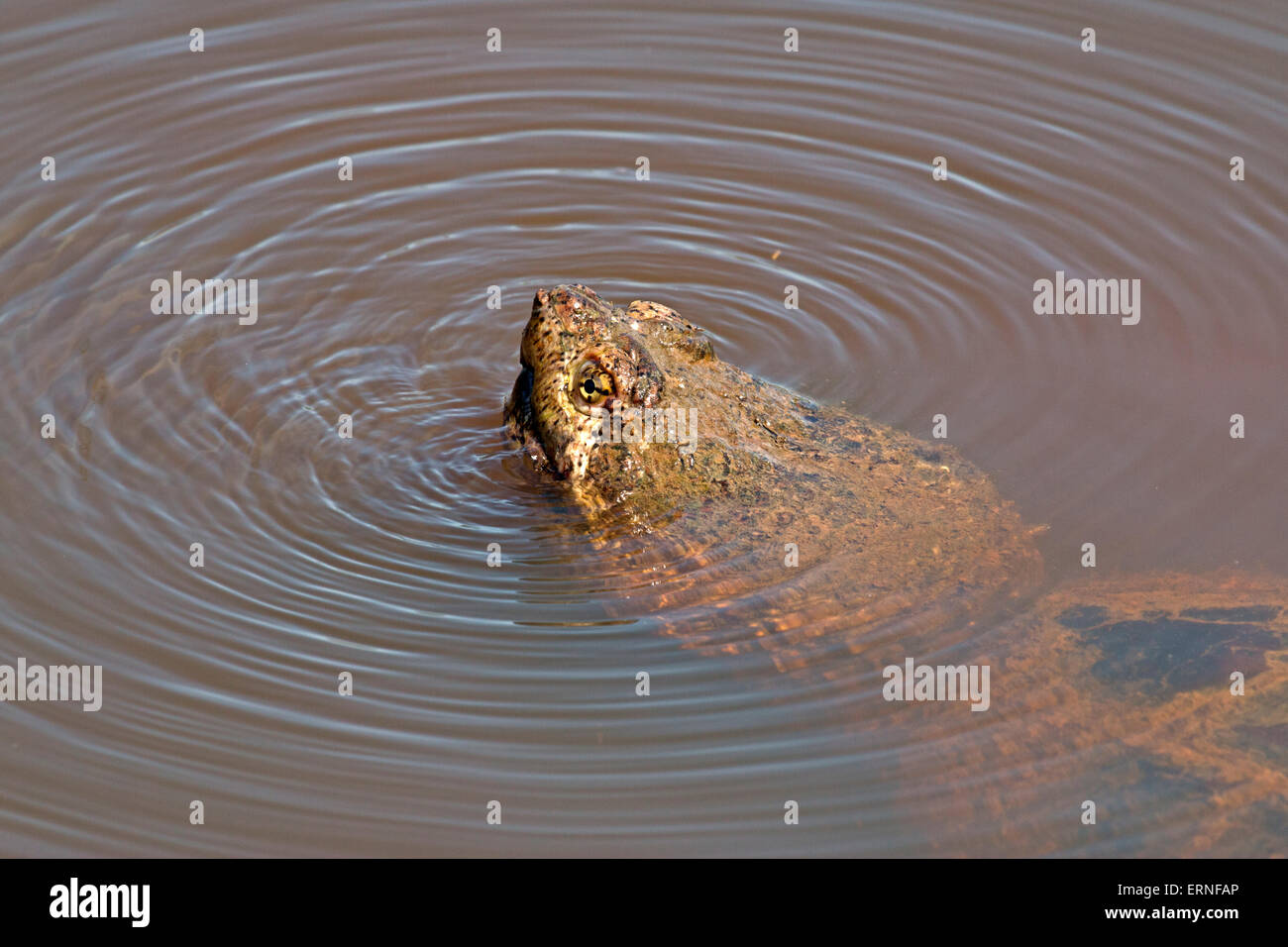 snapping turtle, Chelydra serpentina, Virginia Stock Photo - Alamy