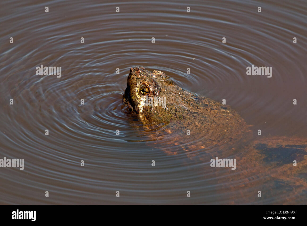 snapping turtle, Chelydra serpentina, Virginia Stock Photo - Alamy
