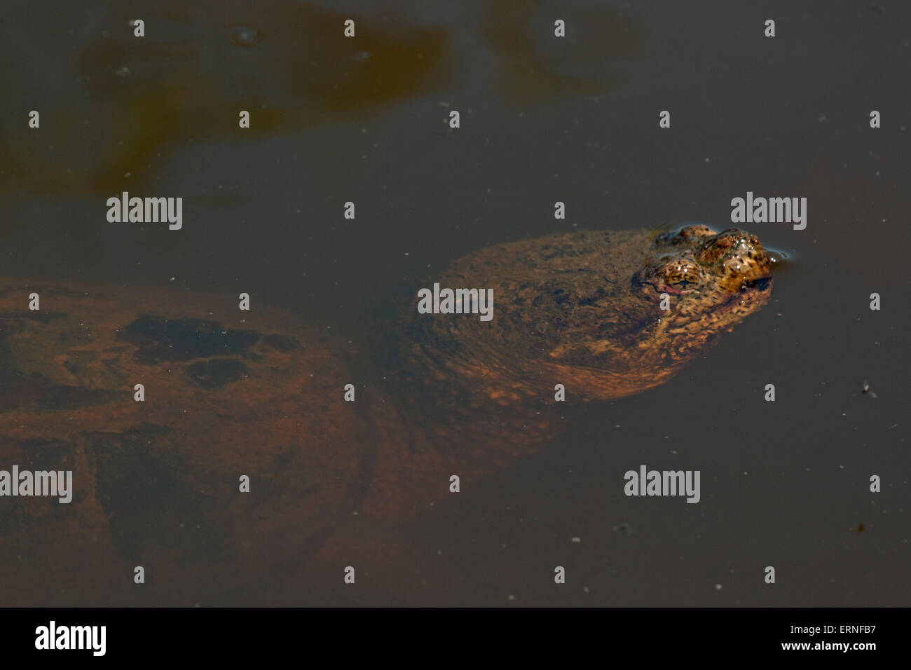 snapping turtle, Chelydra serpentina, Virginia Stock Photo - Alamy