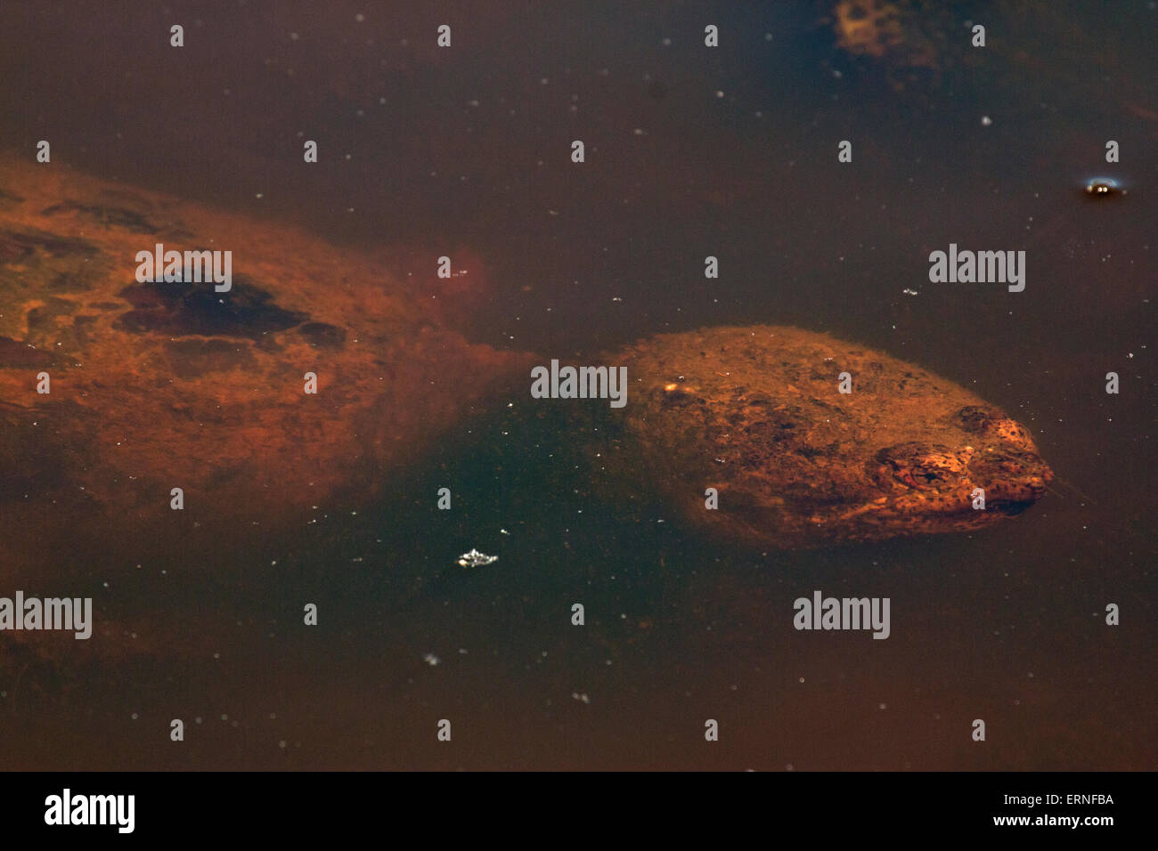 snapping turtle, Chelydra serpentina, Virginia Stock Photo - Alamy