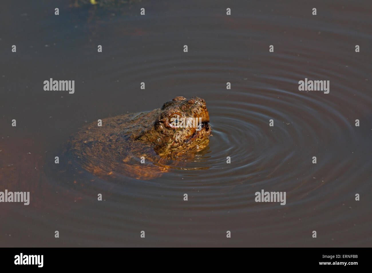 snapping turtle, Chelydra serpentina, Virginia Stock Photo - Alamy