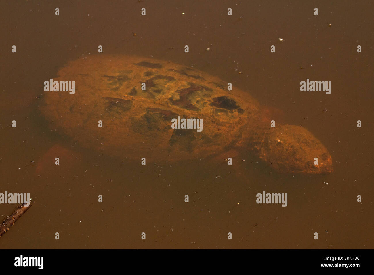 snapping turtle, Chelydra serpentina, Virginia Stock Photo - Alamy