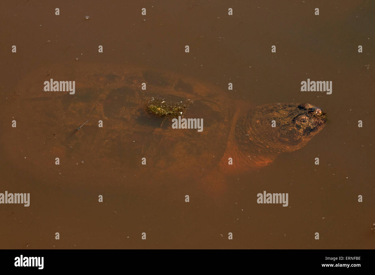 snapping turtle, Chelydra serpentina, Virginia Stock Photo - Alamy