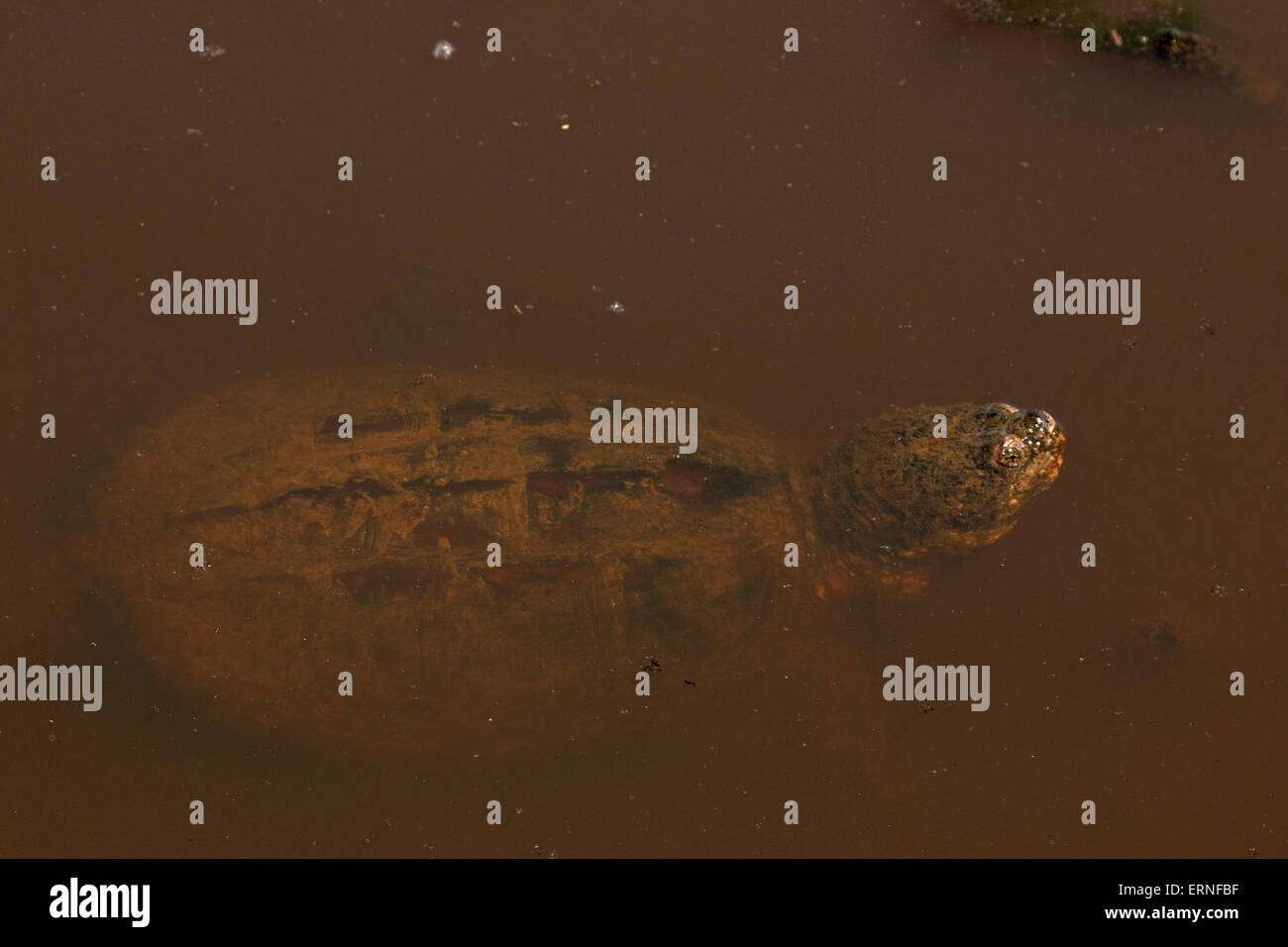 snapping turtle, Chelydra serpentina, Virginia Stock Photo - Alamy