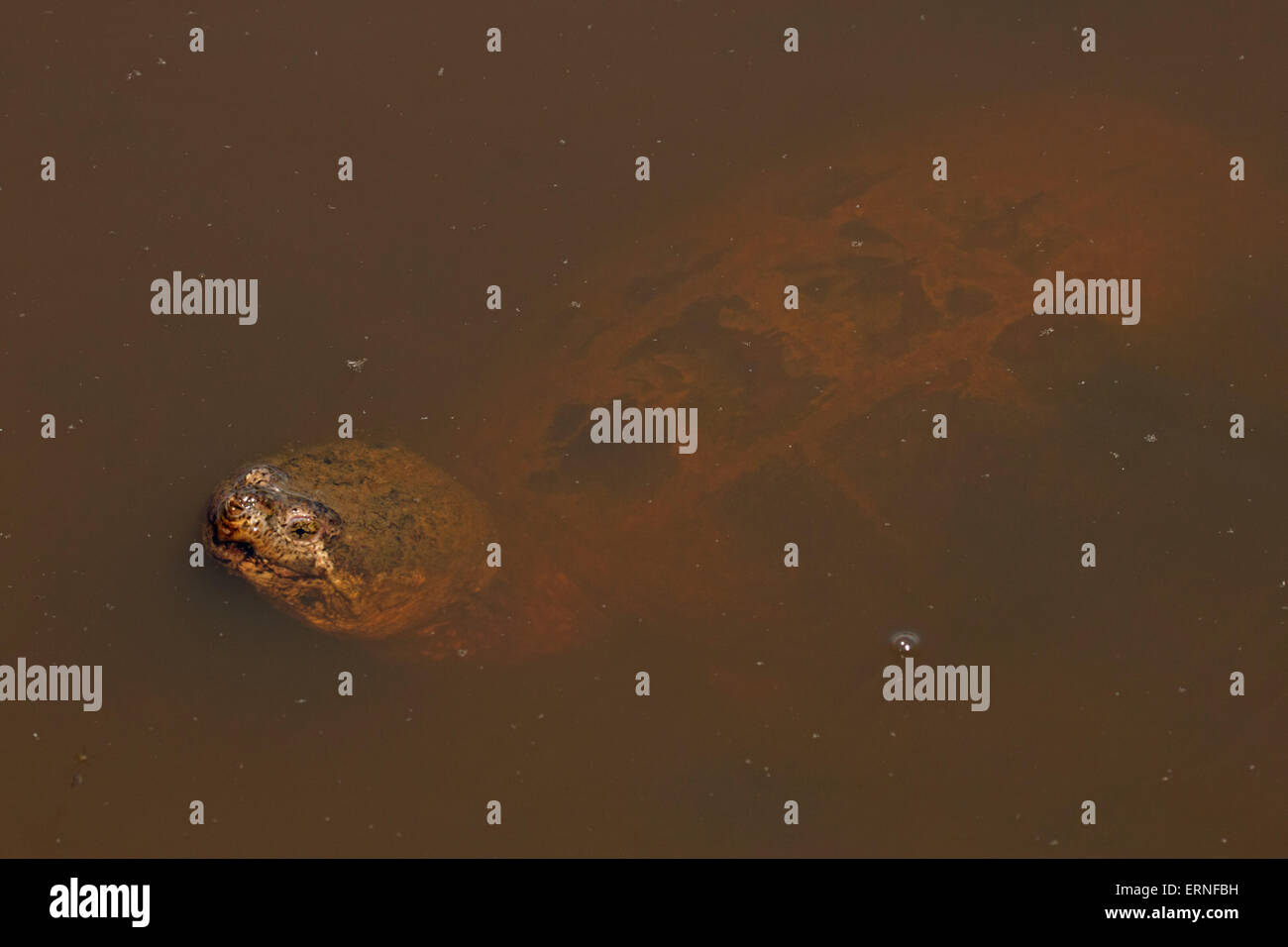 snapping turtle, Chelydra serpentina, Virginia Stock Photo - Alamy