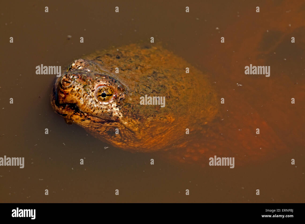 snapping turtle, Chelydra serpentina, Virginia Stock Photo - Alamy
