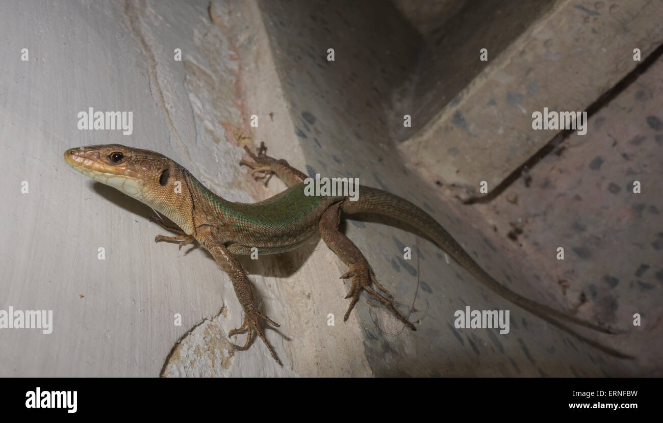 Maltese wall lizard or Filfola Lizard, Podarcis filfolensis, only found ...
