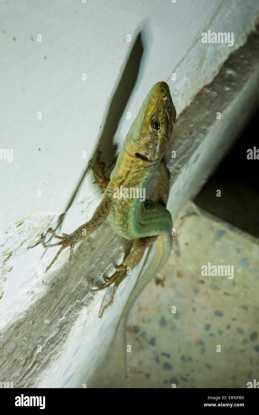 Male maltese wall lizard hi-res stock photography and images - Alamy