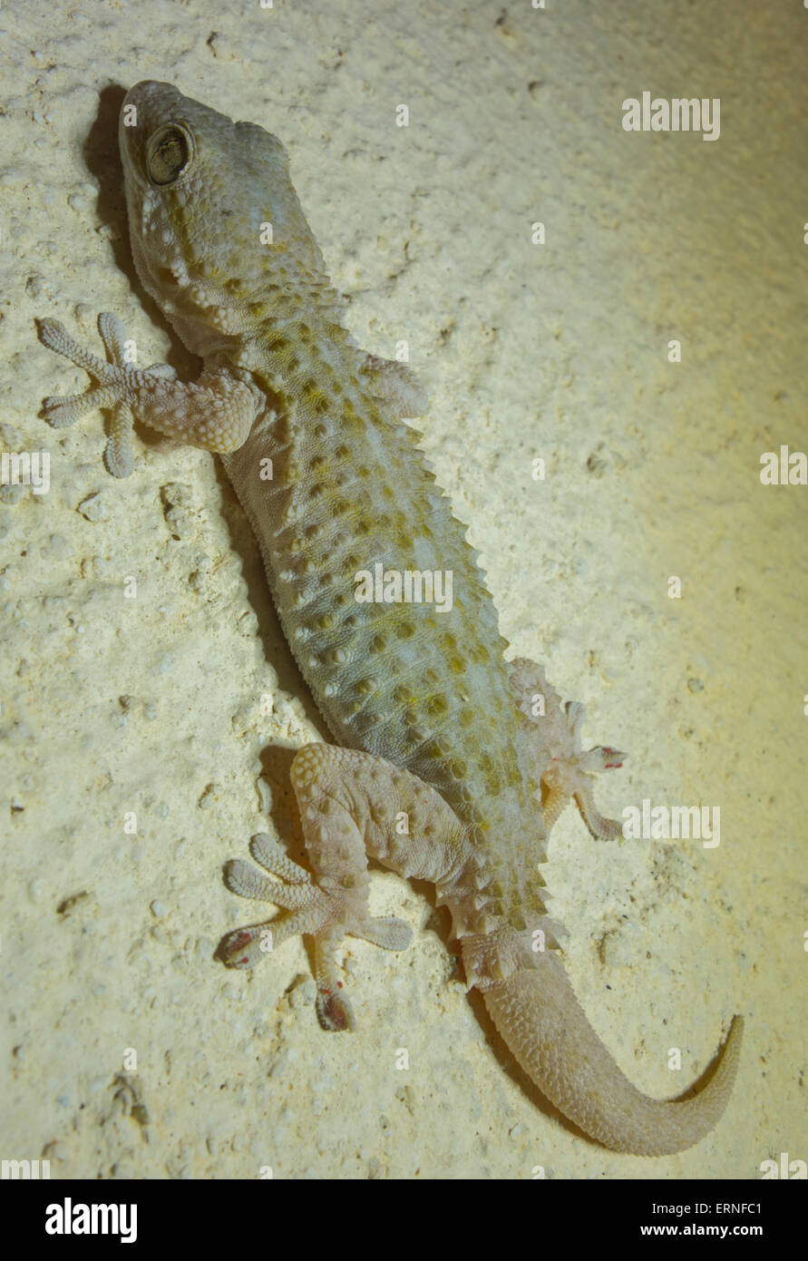 Close up Mediterranean House Gecko, Hemidactylus turcicus, from Malta ...