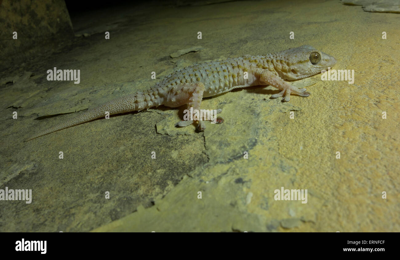 Close up Mediterranean House Gecko, Hemidactylus turcicus, from Malta ...