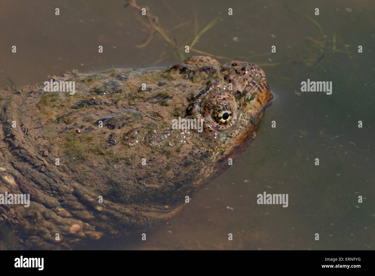 snapping turtle, Chelydra serpentina, Virginia Stock Photo - Alamy