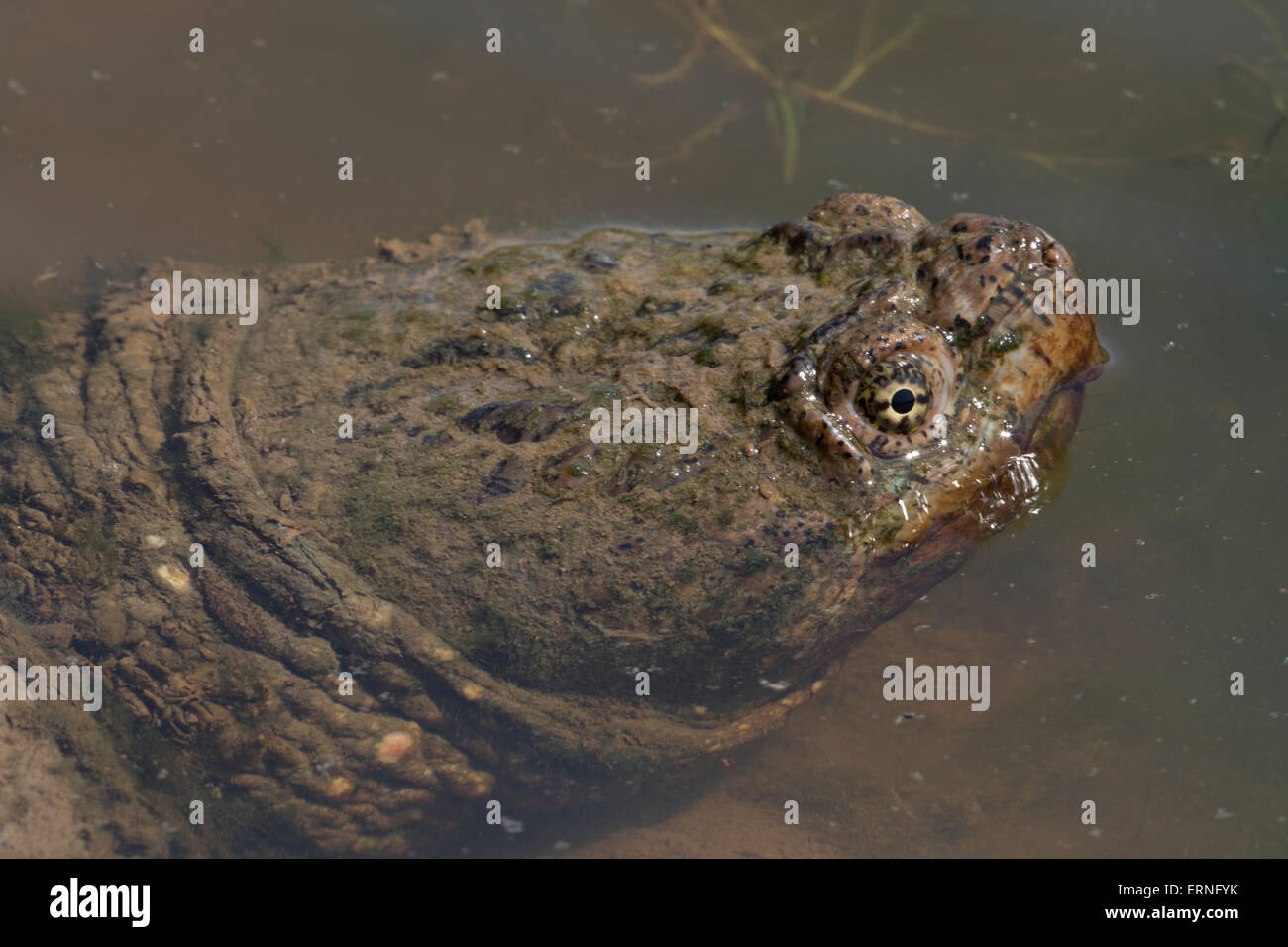 snapping turtle, Chelydra serpentina, Virginia Stock Photo - Alamy