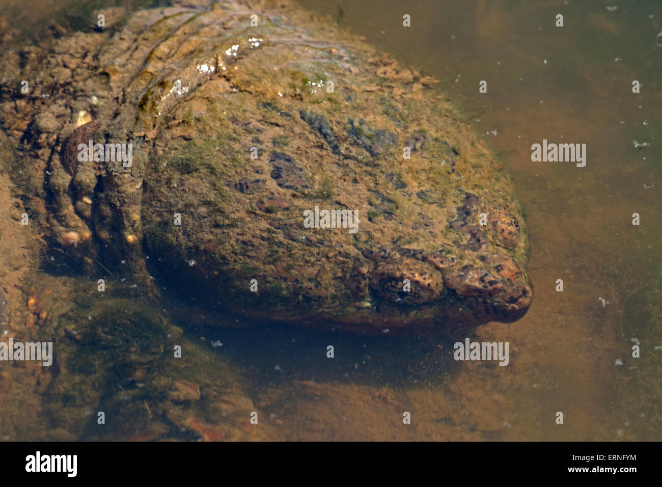 snapping turtle, Chelydra serpentina, Virginia Stock Photo - Alamy