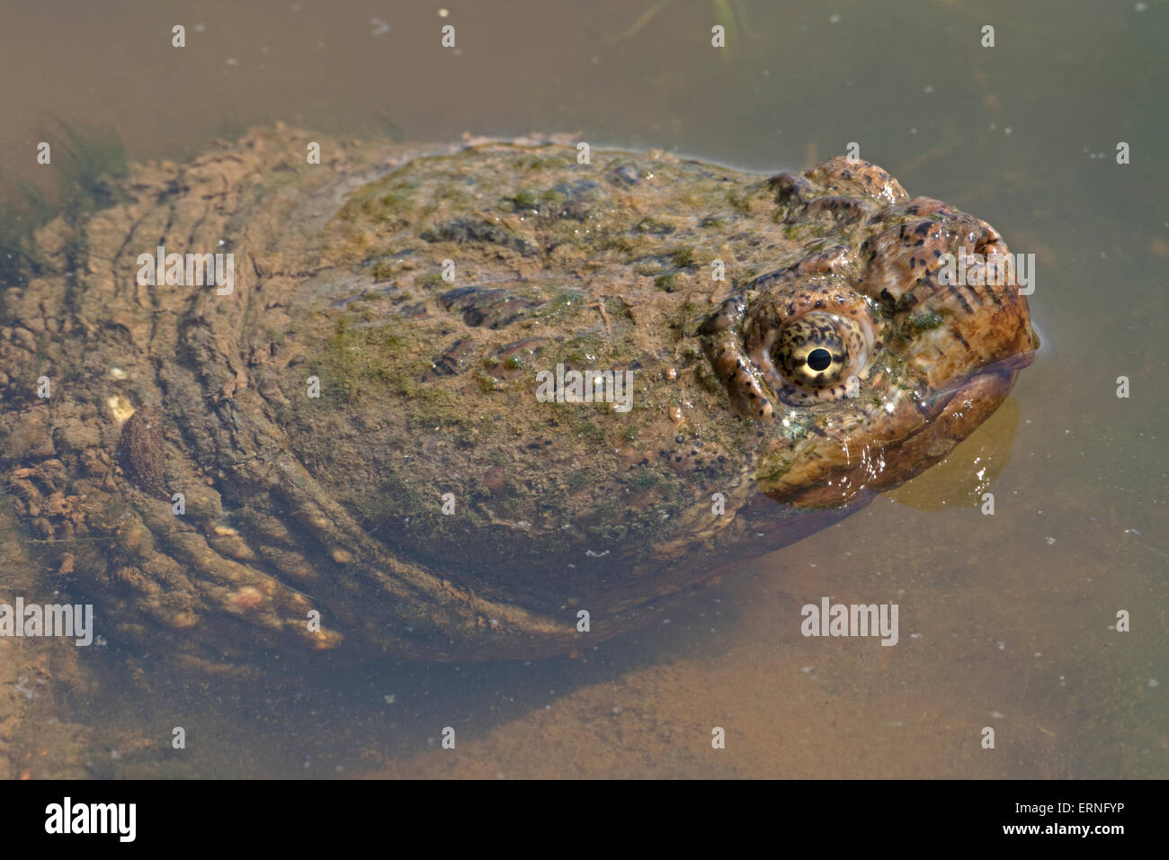 snapping turtle, Chelydra serpentina, Virginia Stock Photo - Alamy