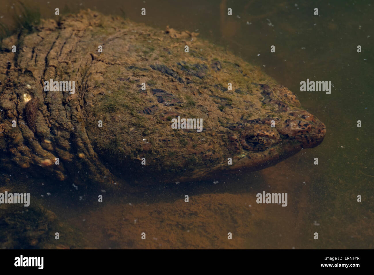 snapping turtle, Chelydra serpentina, Virginia Stock Photo - Alamy