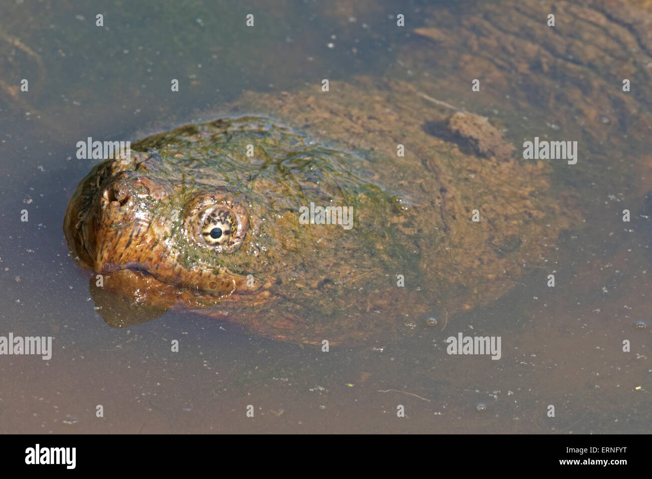 snapping turtle, Chelydra serpentina, Virginia Stock Photo - Alamy