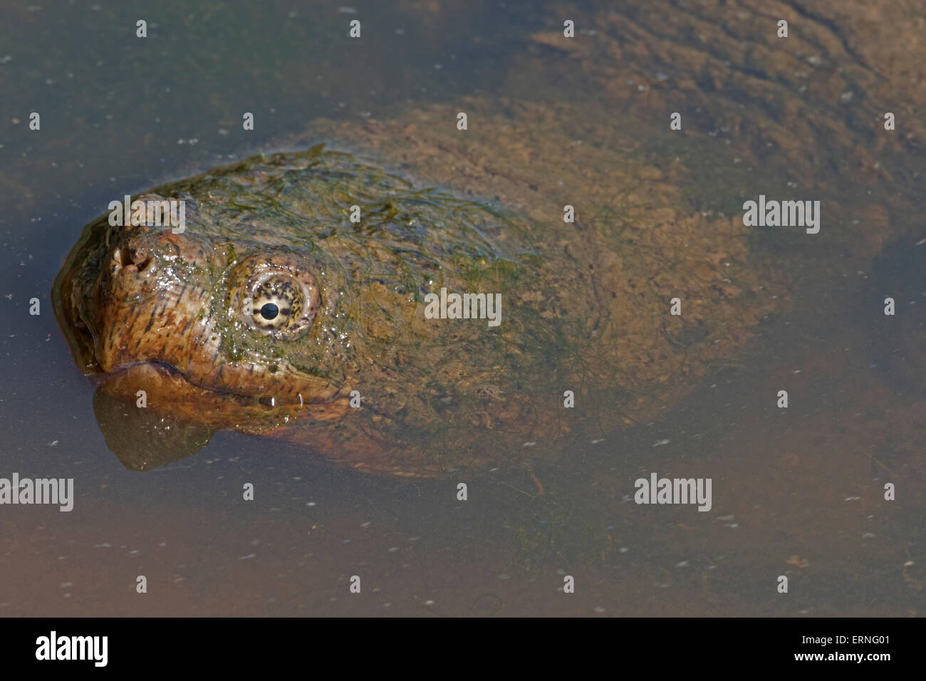 snapping turtle, Chelydra serpentina, Virginia Stock Photo - Alamy