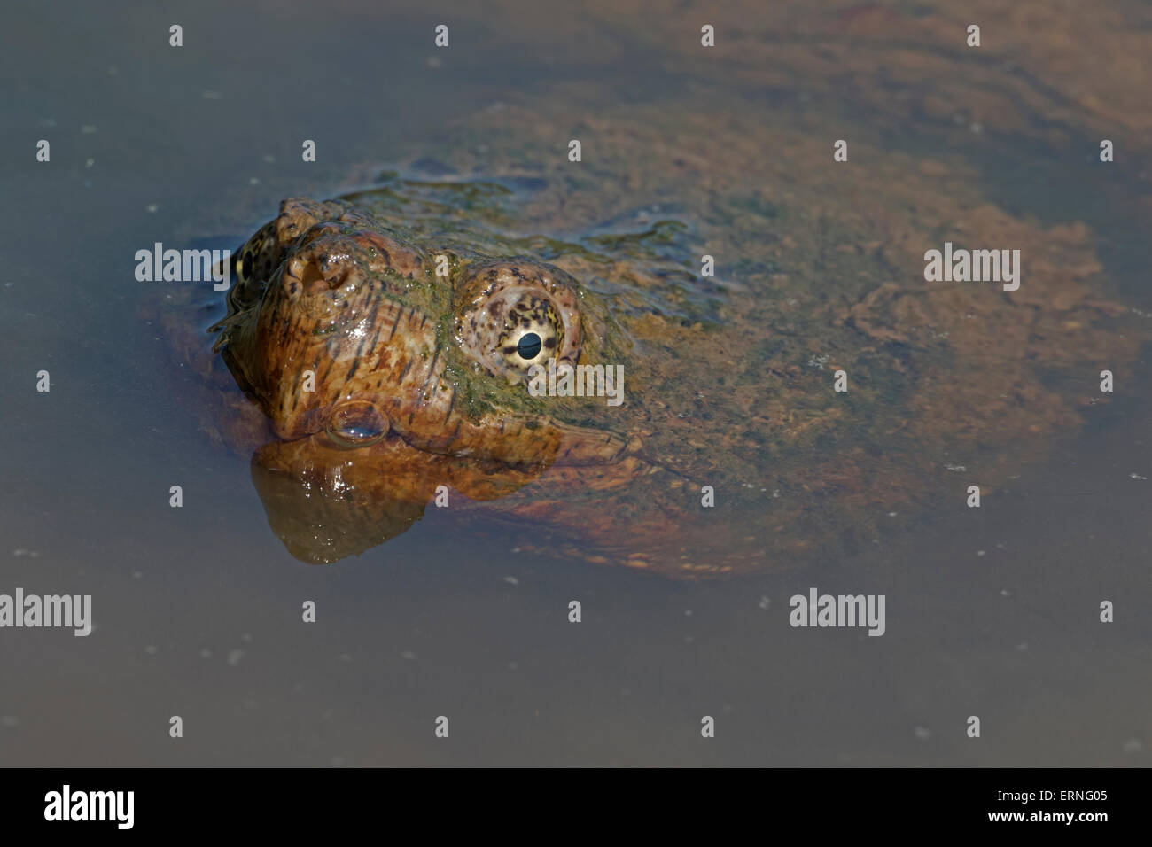 snapping turtle, Chelydra serpentina, Virginia Stock Photo - Alamy