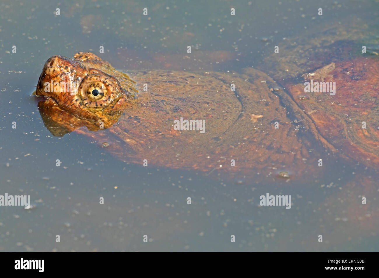 snapping turtle, Chelydra serpentina, Virginia Stock Photo - Alamy