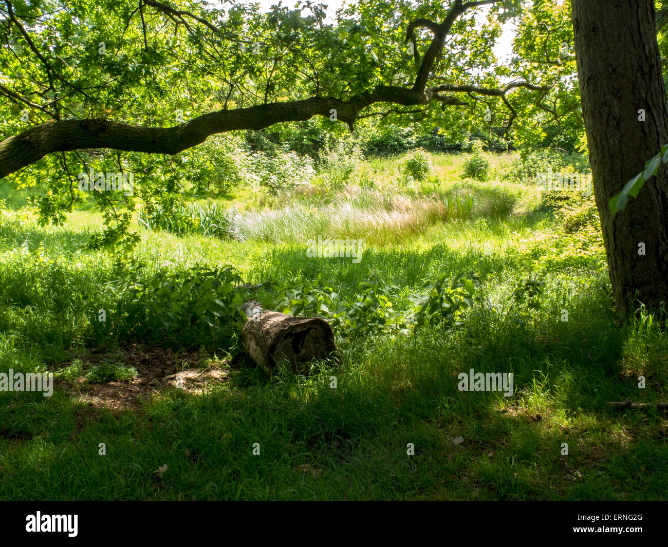 Serene wetland habitat hi-res stock photography and images - Alamy