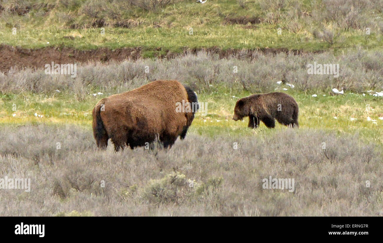 Wy, Usa. 17th May, 2015. A GRIZZLY BEAR PASSES IN FRONT OF A BISON IN ...