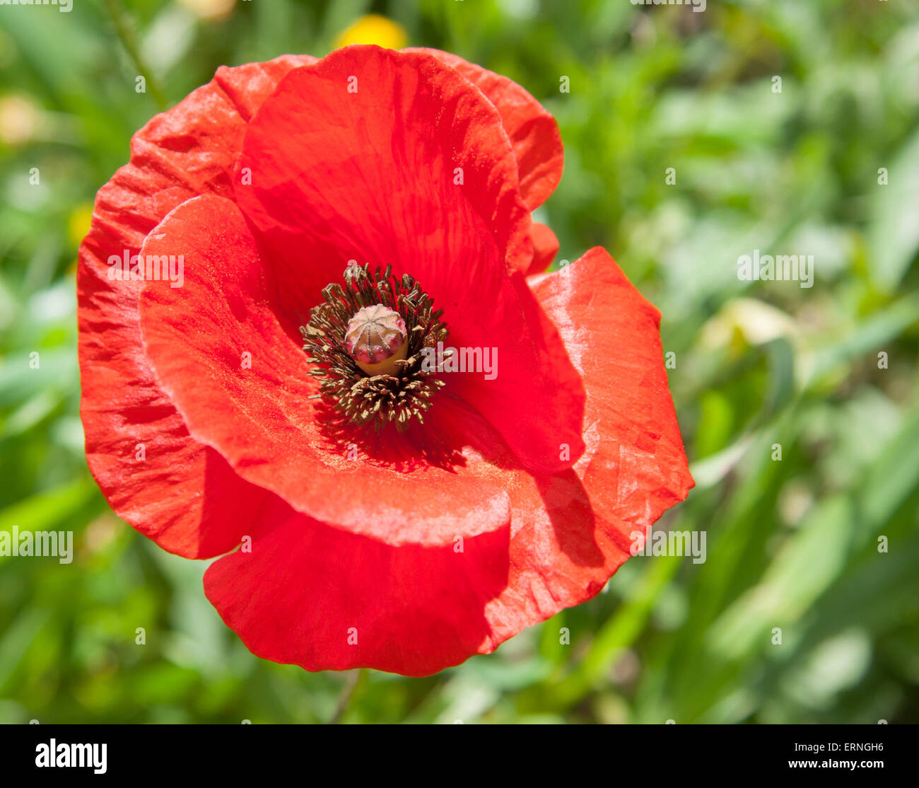 Beautiful Single Red Poppy (Papaver rhoeas) Flower Head in a Green ...