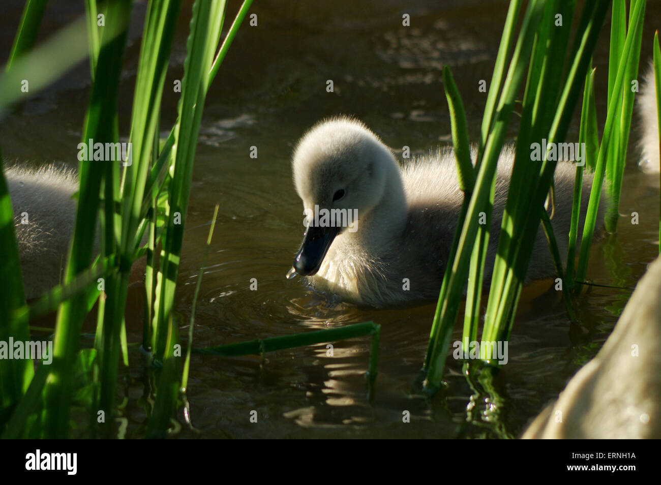 Cygnet feeding hi-res stock photography and images - Alamy
