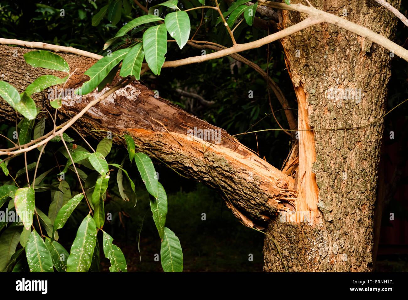 Broken wood hi-res stock photography and images - Alamy