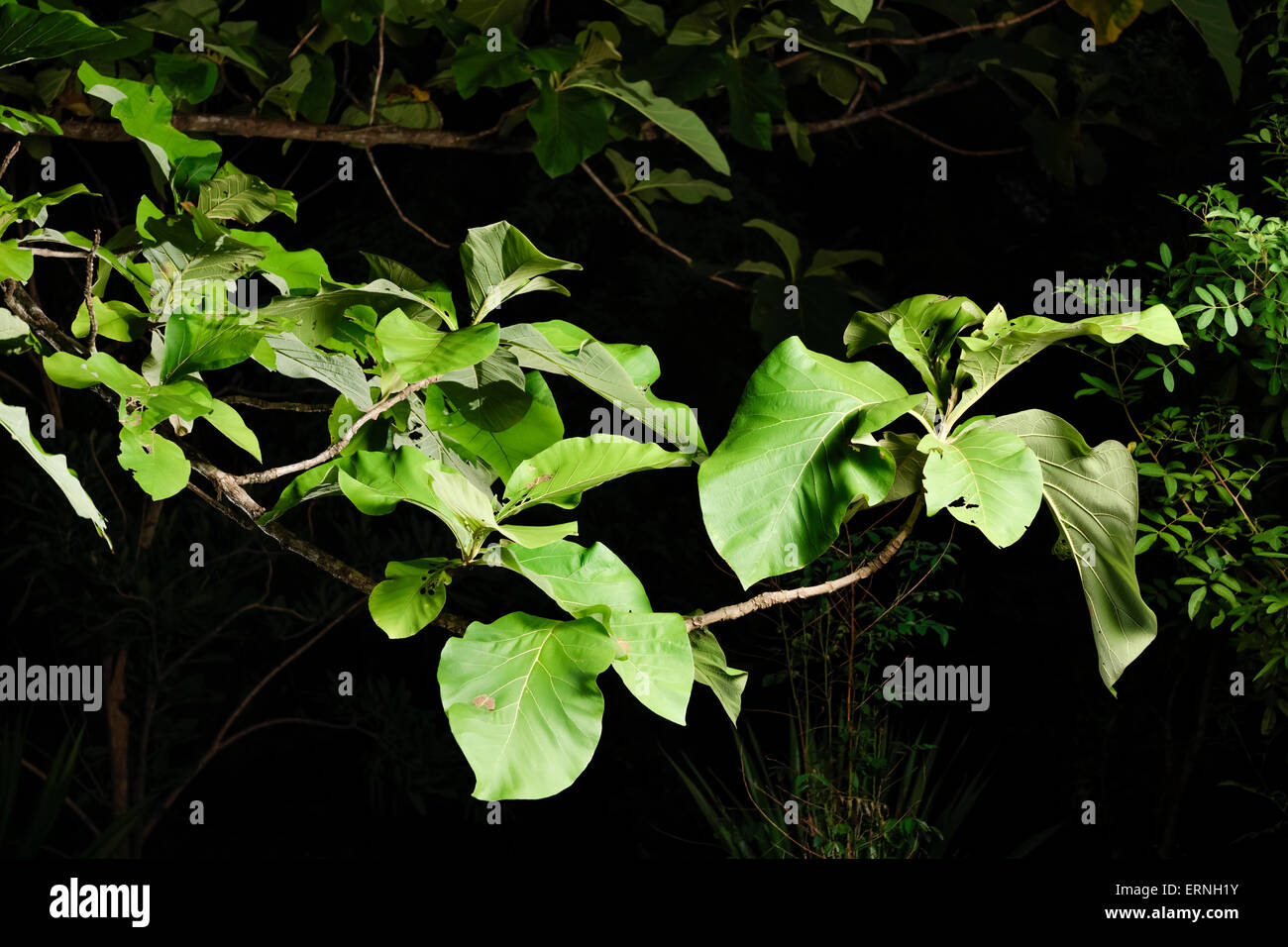 Teak forest thailand hi-res stock photography and images - Alamy