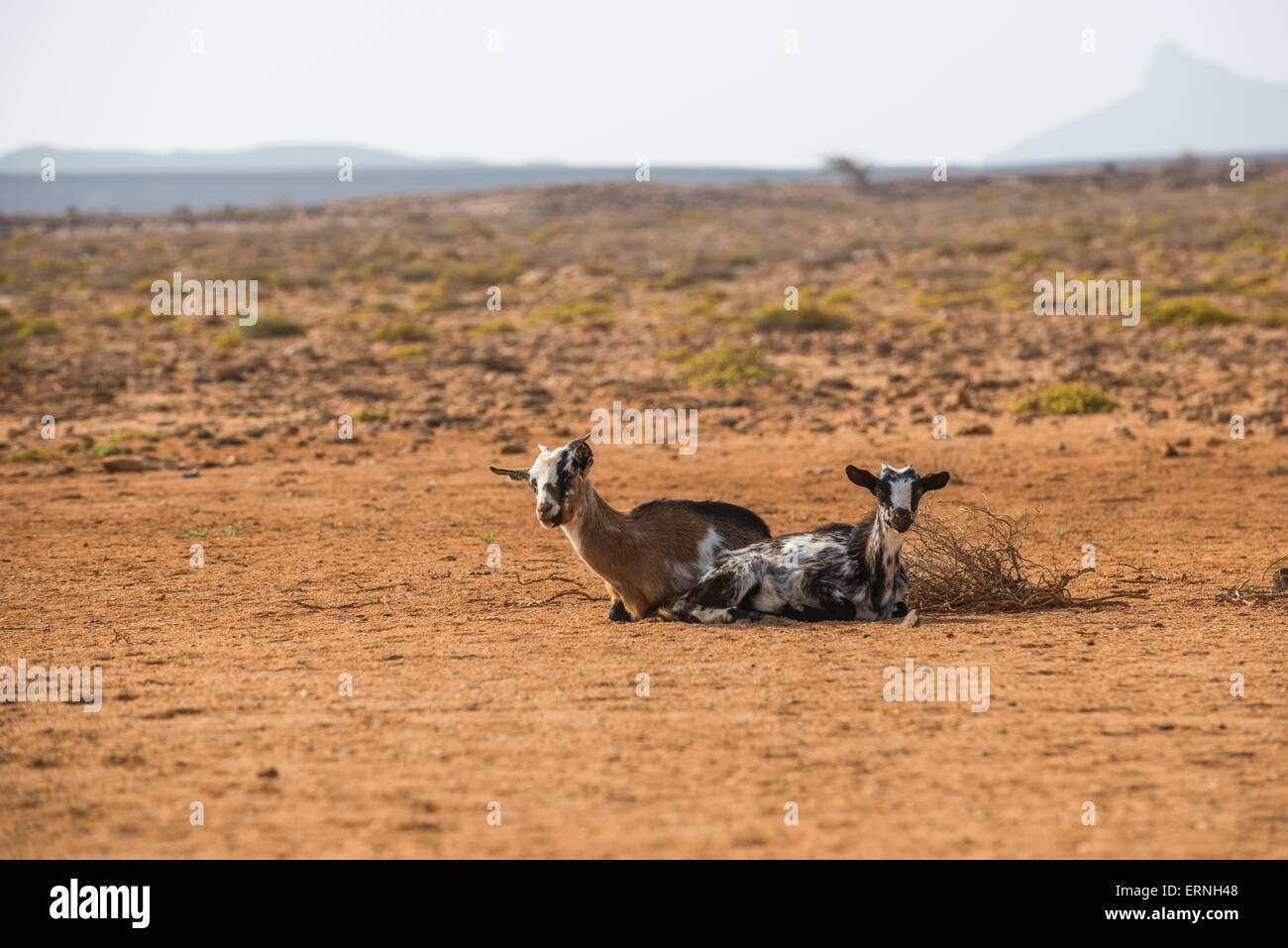 Lying goats,dry landscape of Boa Vista Stock Photo - Alamy