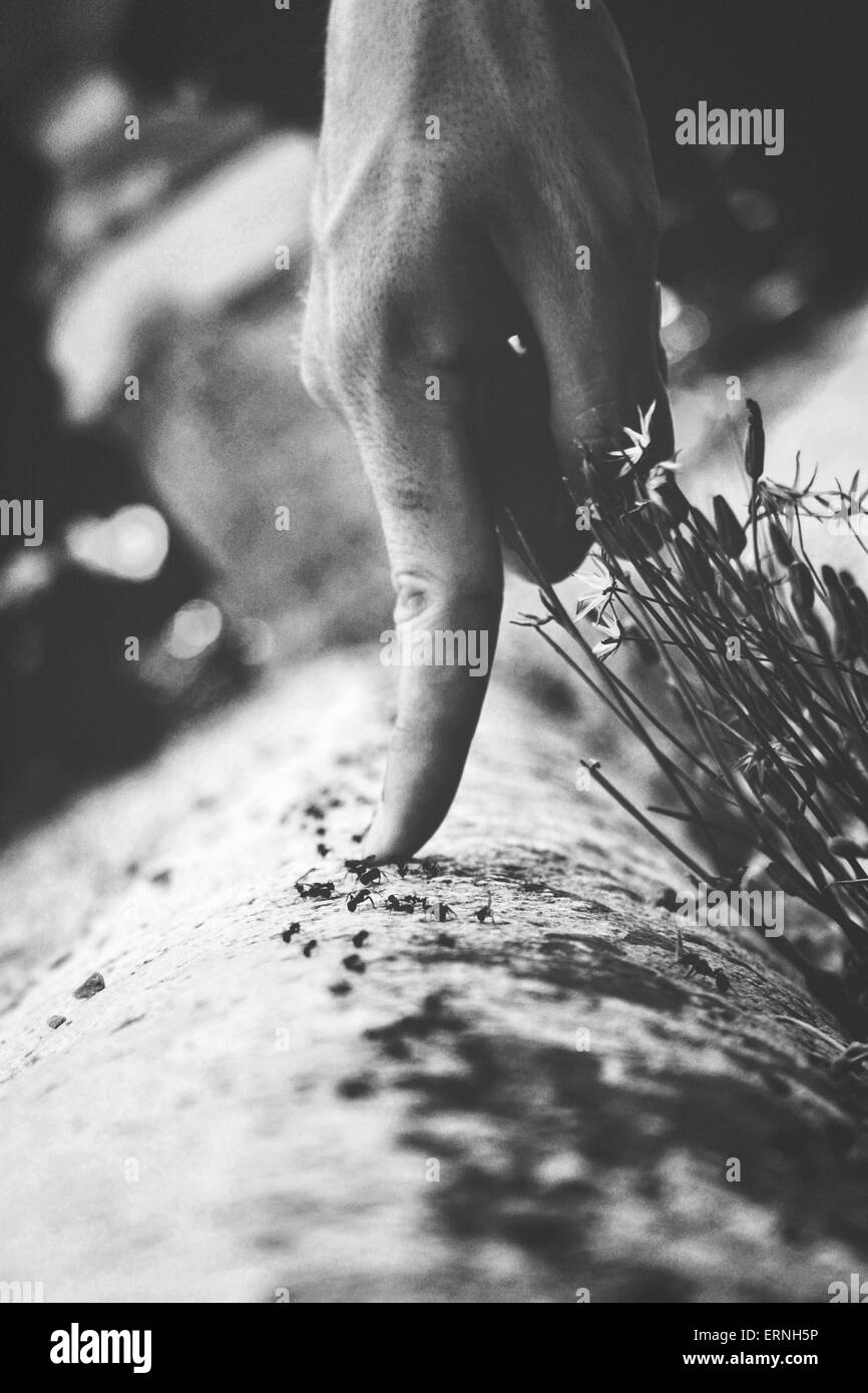 Ant line Black and White Stock Photos & Images - Alamy