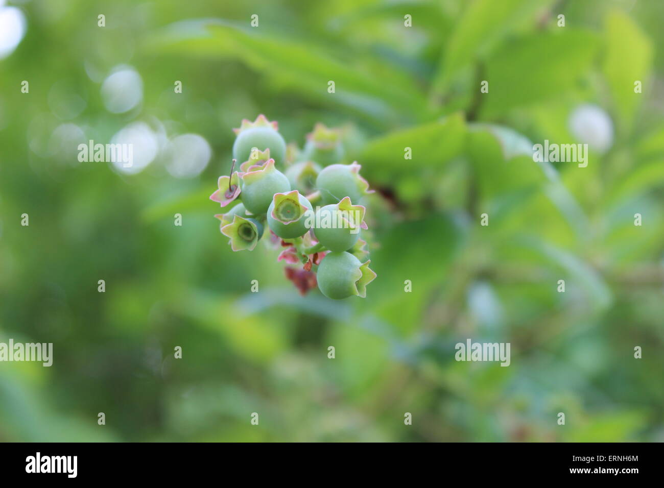 Young blueberries hi-res stock photography and images - Alamy