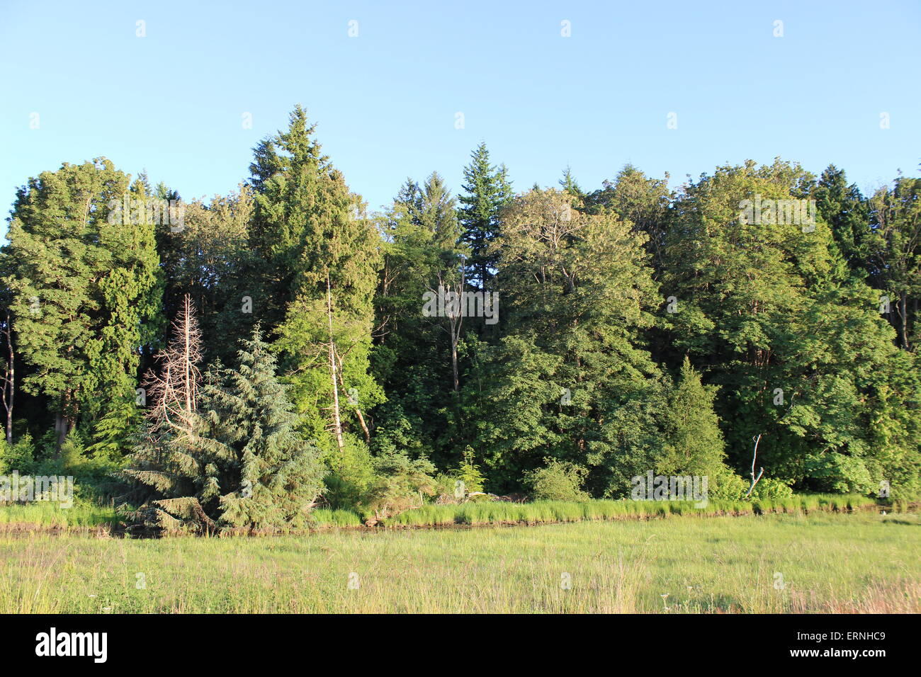 marsh and trees with blue sky Stock Photo - Alamy