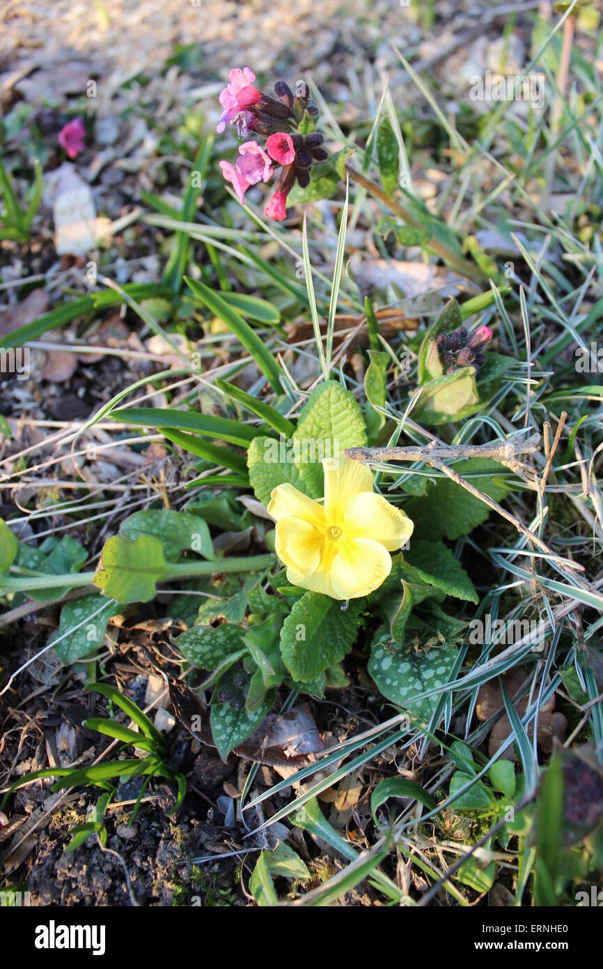 Early blooming yellow primrose, primula Stock Photo - Alamy