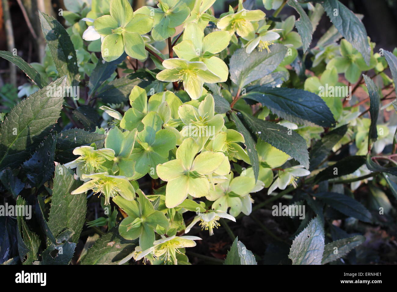 Christmas rose, hellebore Stock Photo - Alamy