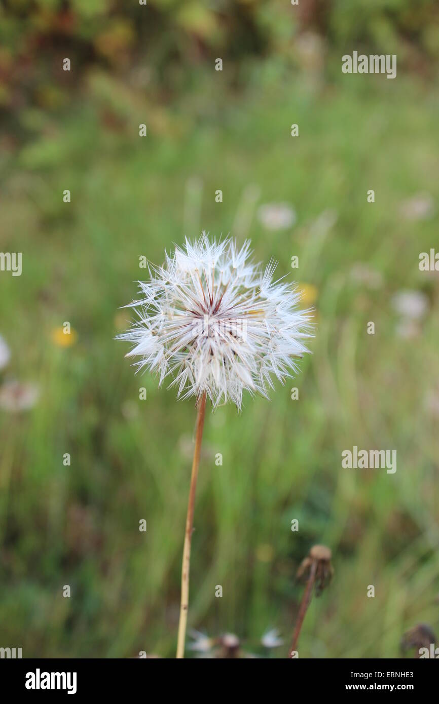 Dandelion seed fluff Stock Photo - Alamy